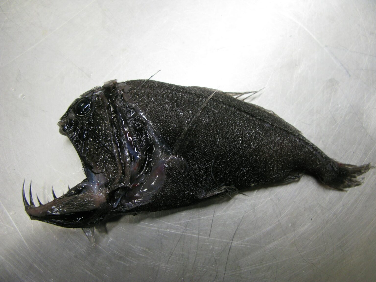 The Fish That Can Create Light in the Deep Ocean – Extreme Animal Records