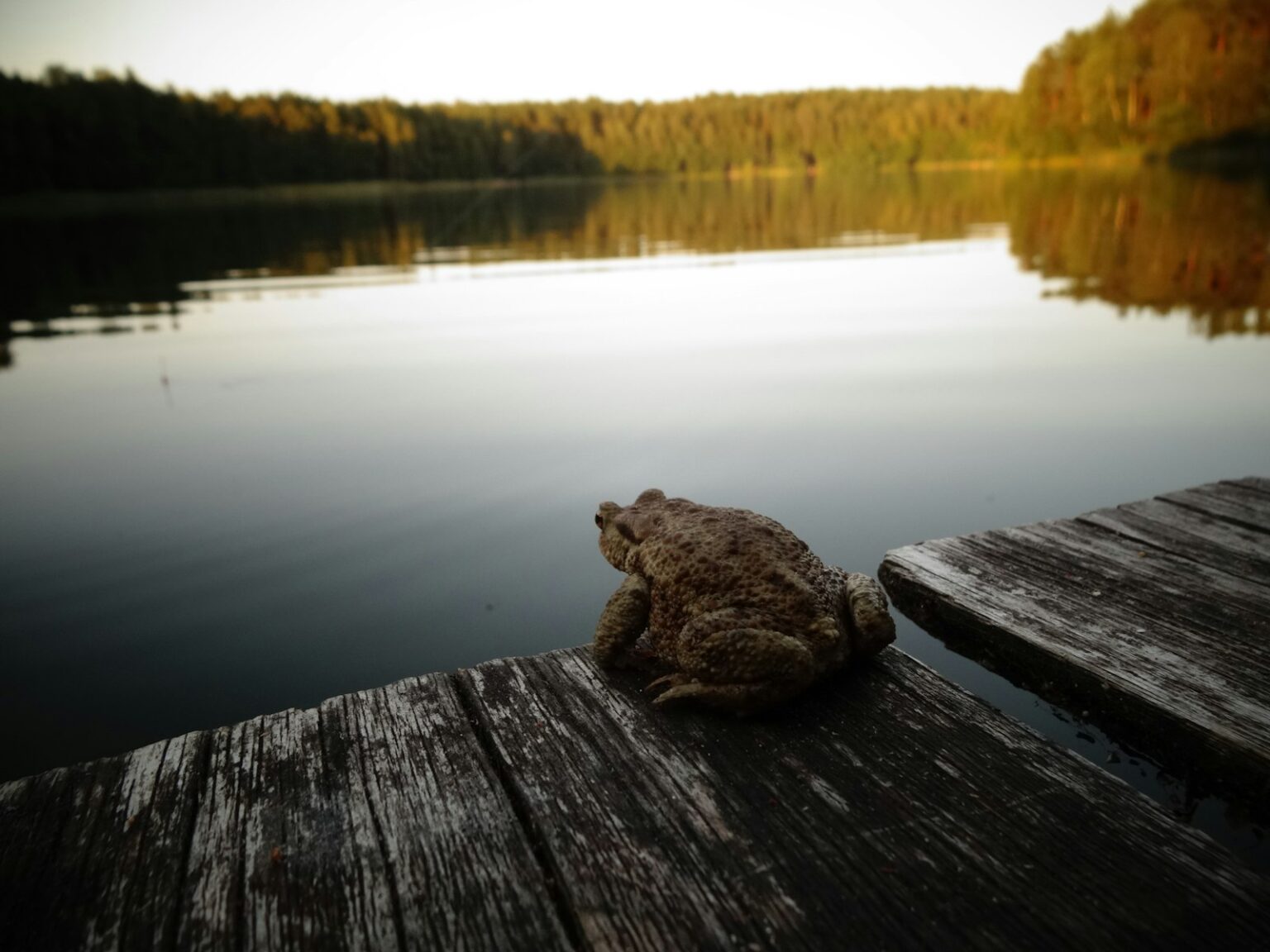 The Amphibian That Can Breathe Through Its Skin – Extreme Animal Records