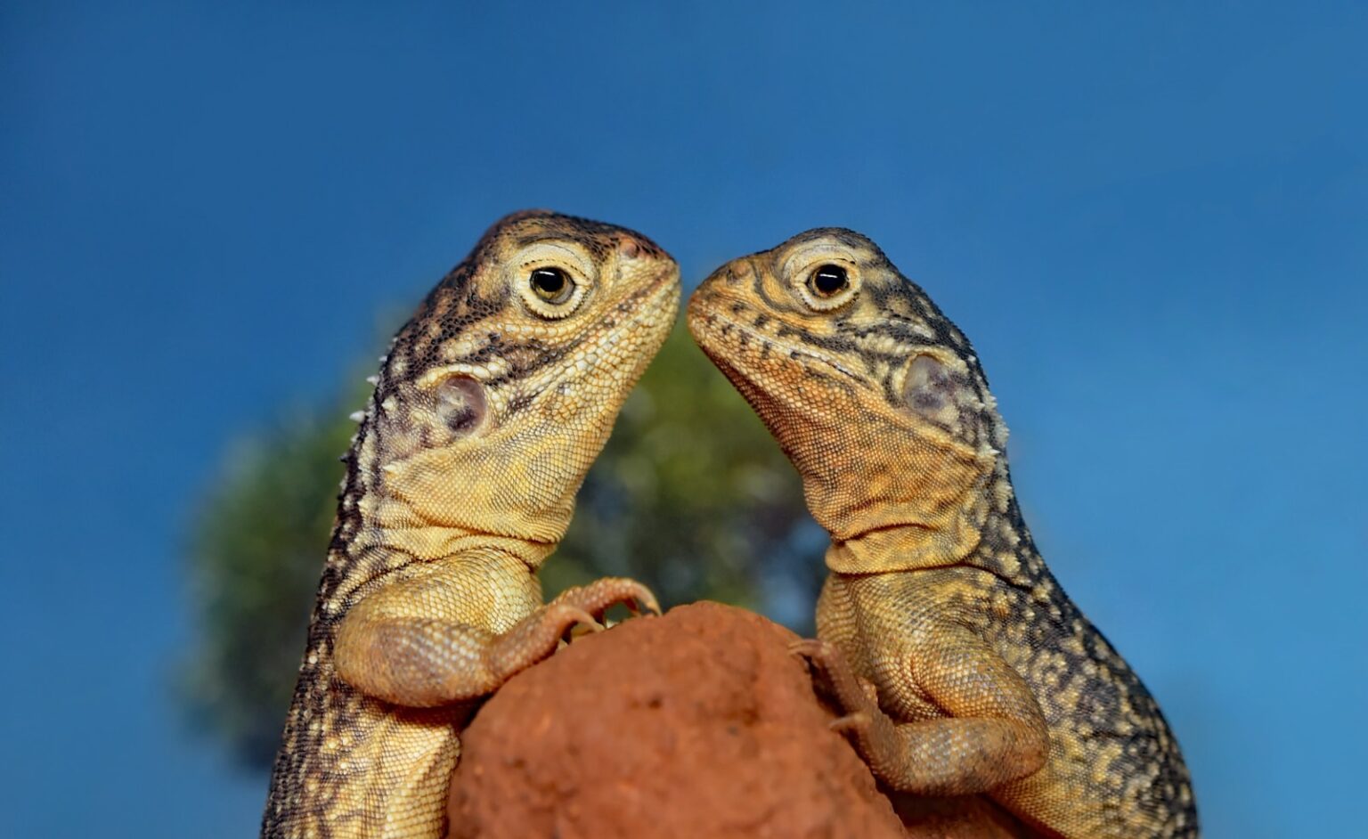 Longest-Living Reptiles: These Ancient Creatures Have Seen It All ...