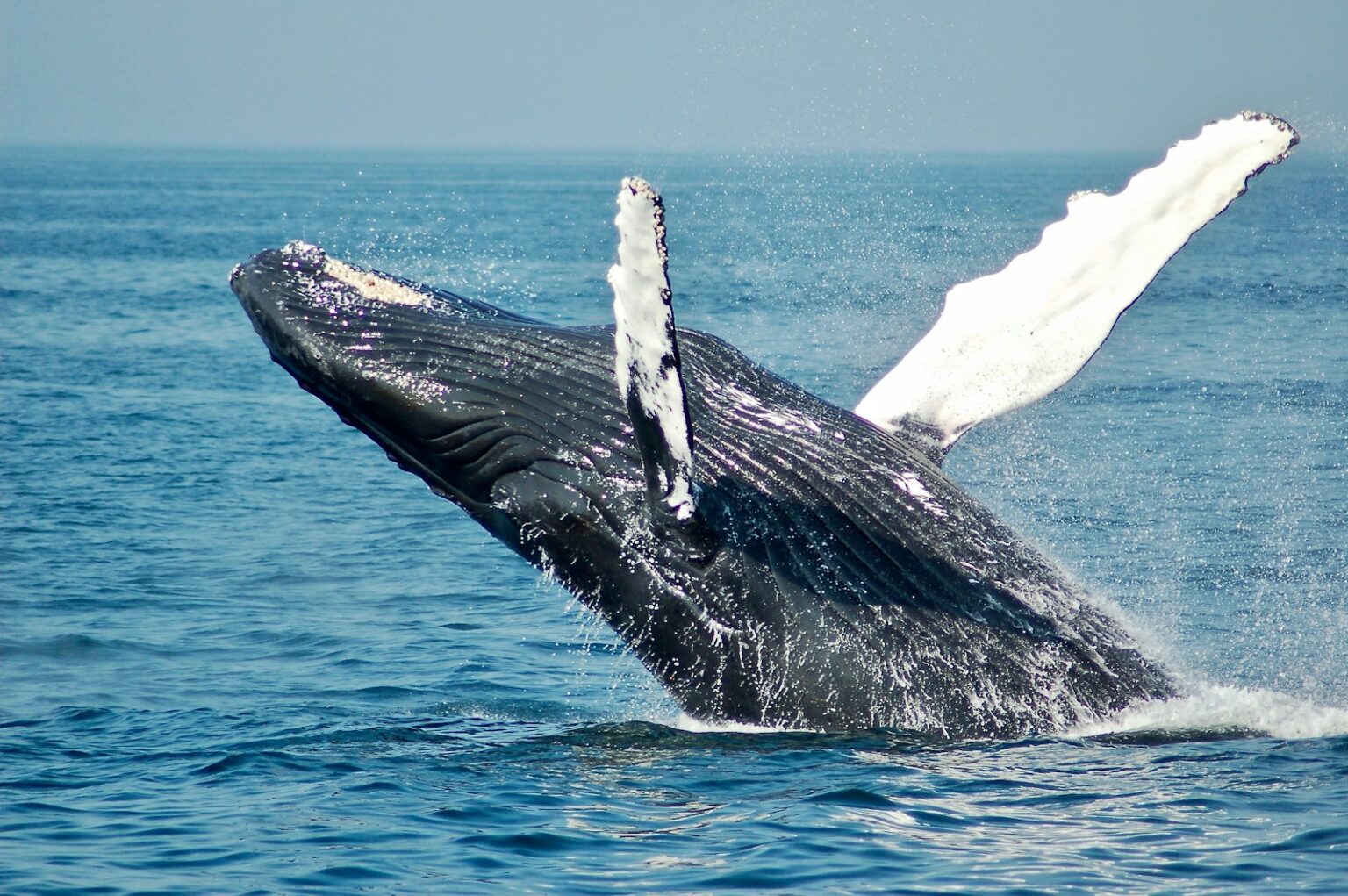 The First Whales Had Legs—and Walked on Land Before Returning to the ...