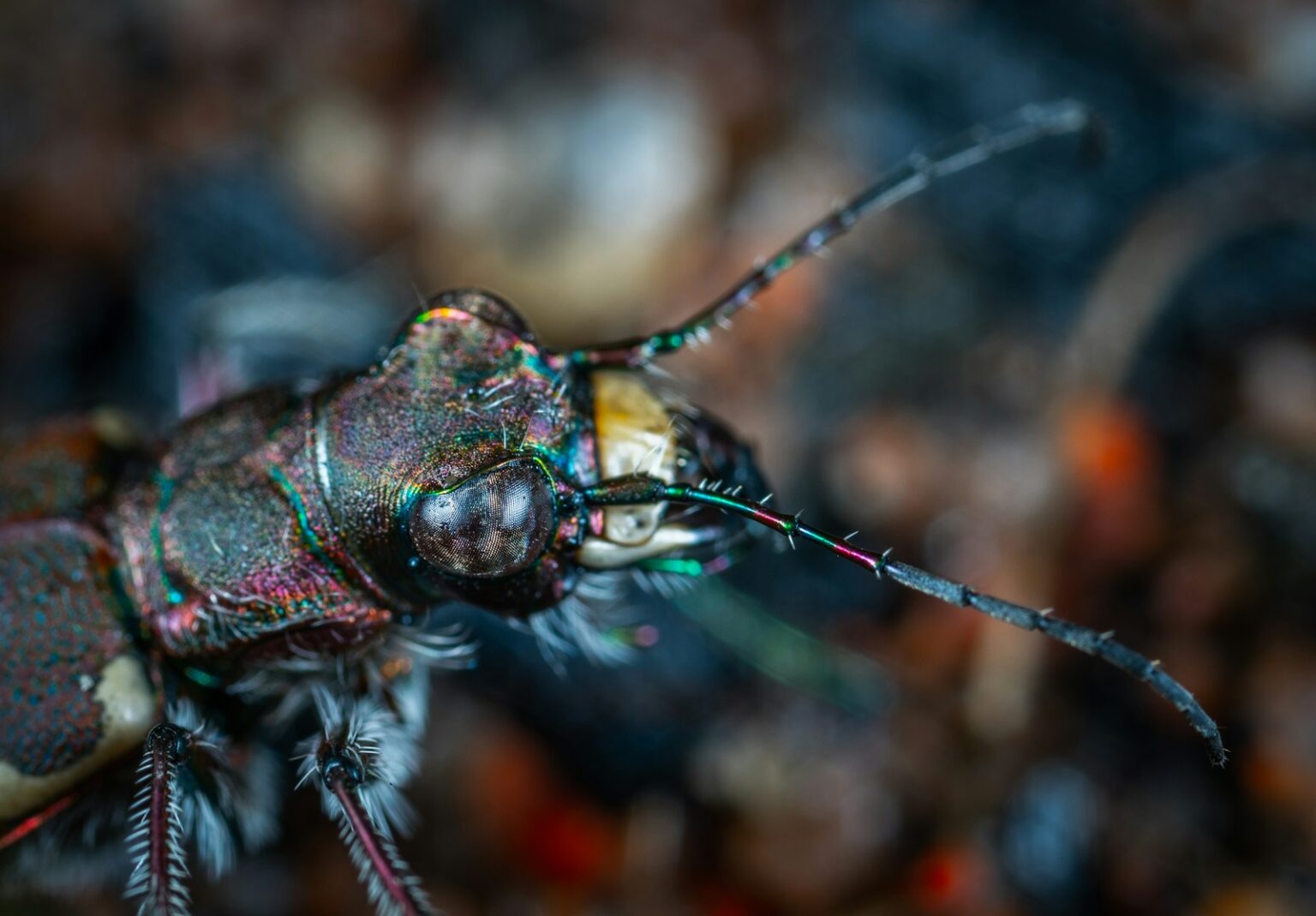 The Fastest Running Insect – It’s Built for Speed – Extreme Animal Records