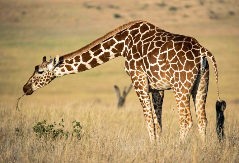 The Most Powerful Kick in the Animal World – It Can Shatter Bones ...
