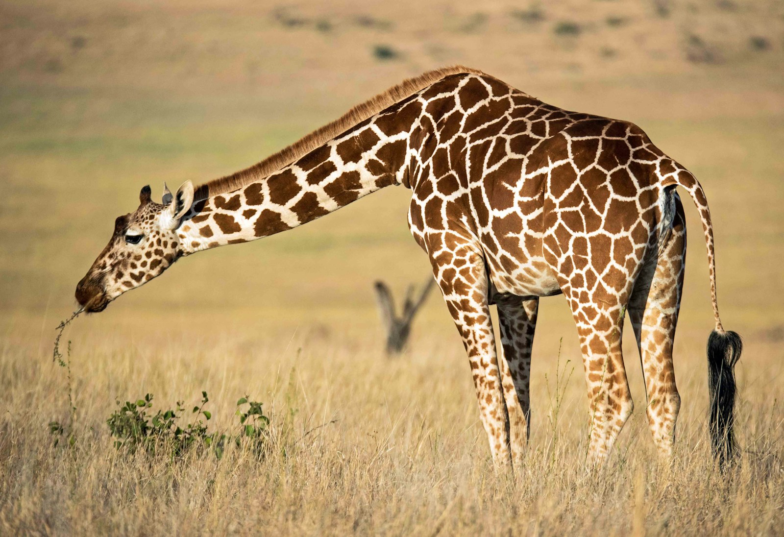 The Most Powerful Kick in the Animal World – It Can Shatter Bones ...