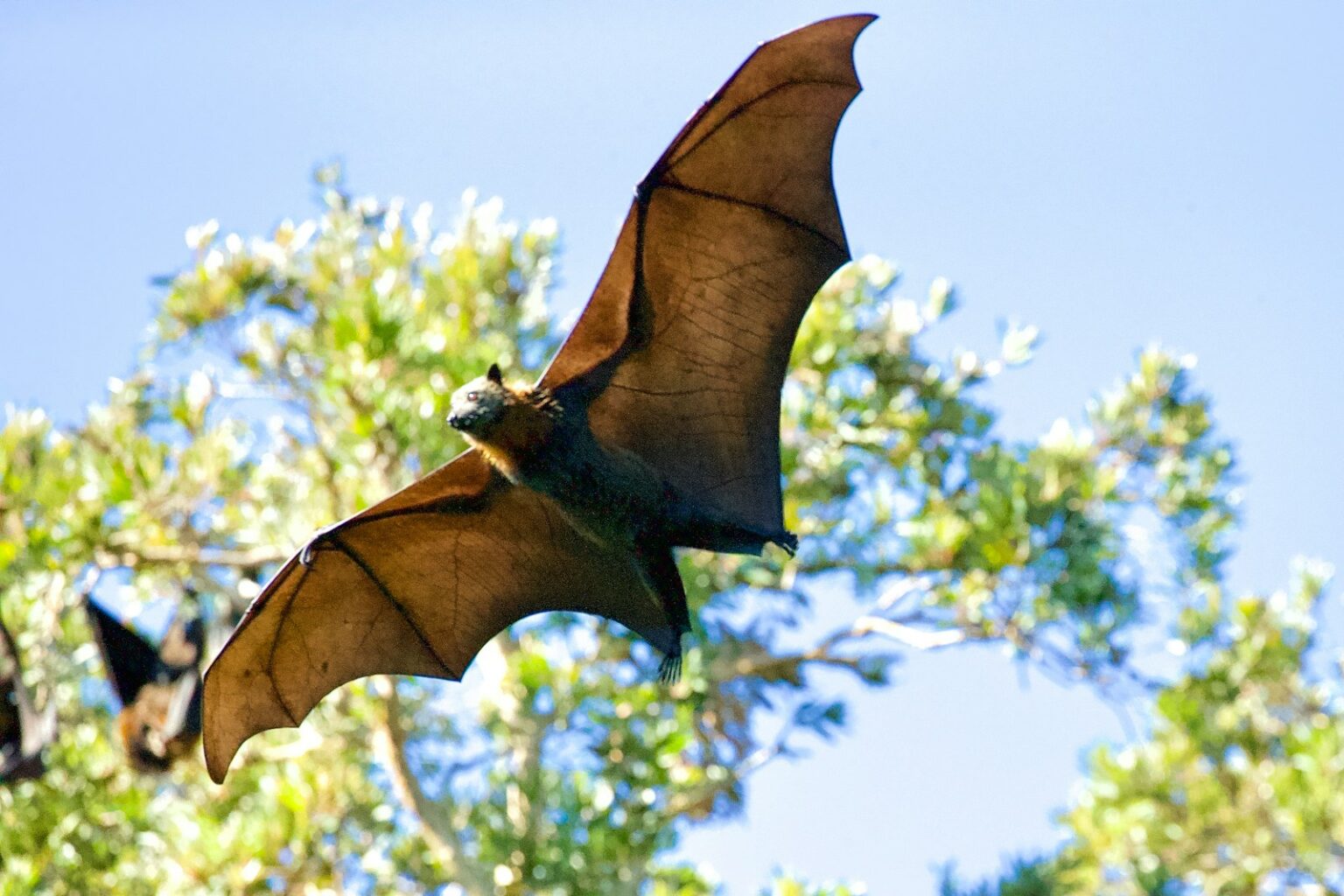 The Only Mammal That Can Fly: Bats and Their Aerodynamic Secrets ...