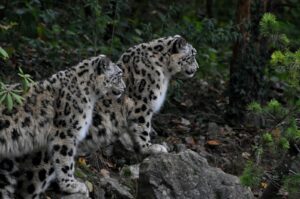 How Snow Leopards Survive Where No Other Cats Can – Extreme Animal Records