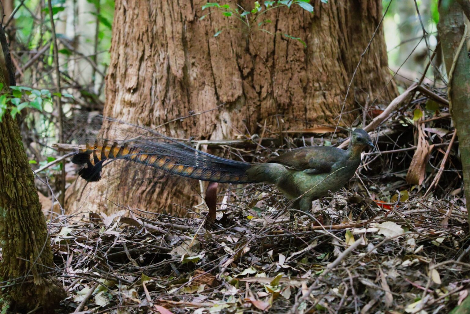 The Animal With the Most Complex Vocal Range – It Mimics Nearly ...