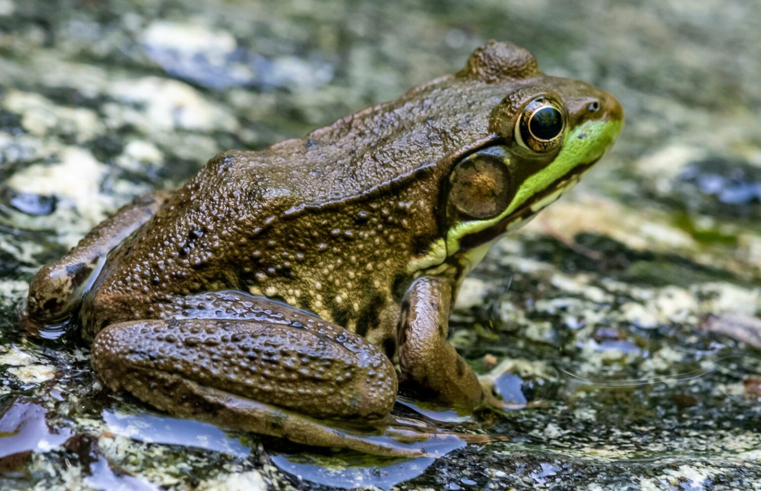 The Amphibian That Can Breathe Through Its Skin – Extreme Animal Records