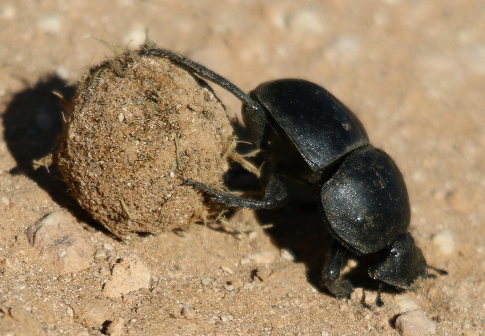 The Insect That Can Lift the Most Weight Relative to Its Body – Extreme ...