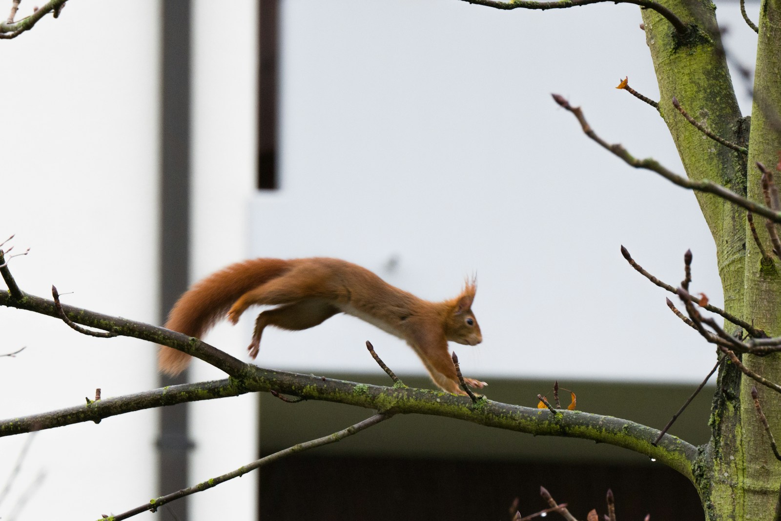 The Animal With the Highest Jump – It Can Leap Over 100 Times Its ...