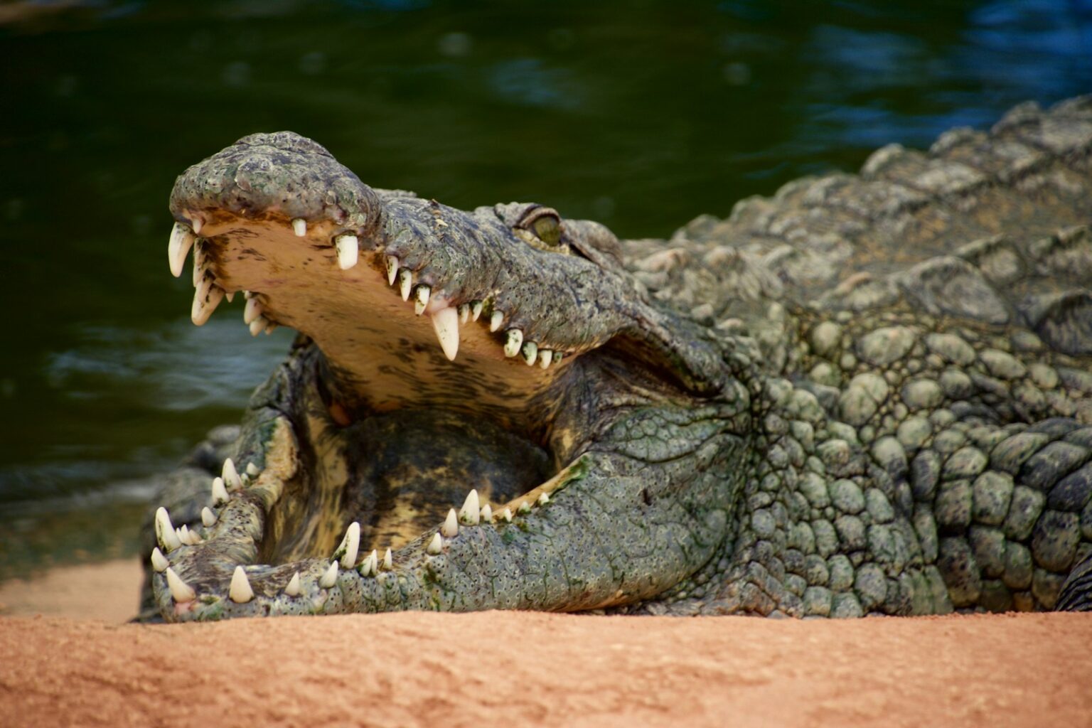 The Animal With the Strongest Jaws – It Can Snap Bones Instantly ...