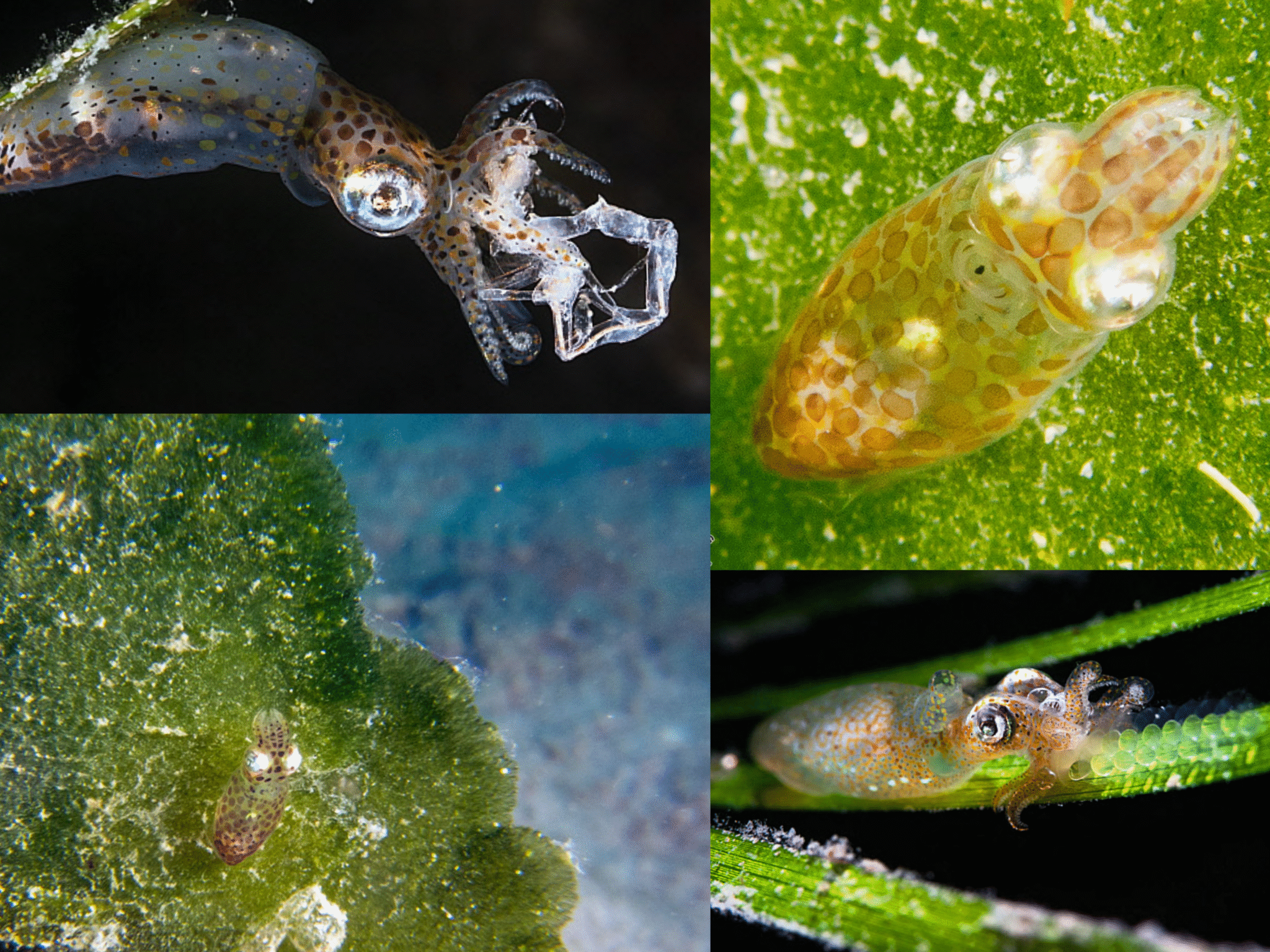 The Smallest Squid in the World – A Pint-Sized Deep-Sea Wonder ...