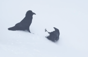 Nature’s Jokers: Animals That Love to Play—And Why It Matters – Extreme ...