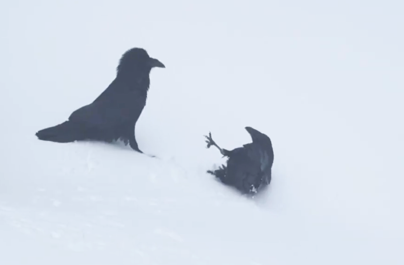 Nature’s Jokers: Animals That Love to Play—And Why It Matters – Extreme ...