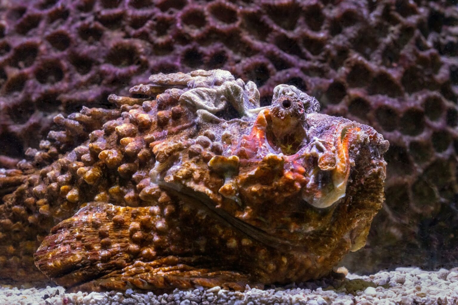 The Fish That Looks Like a Rock but Can Kill Instantly – Extreme Animal ...