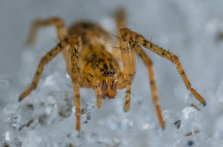 From Snow Leopards to Himalayan Jumping Spiders: Everest’s Animal Elite ...