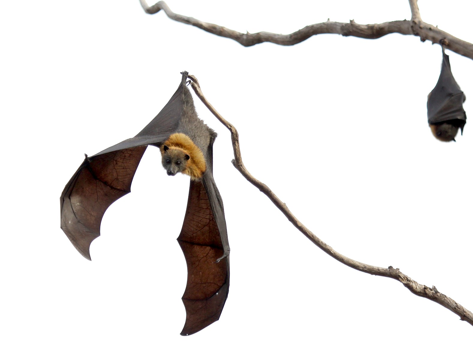 The Only Mammal That Can Fly: Bats and Their Aerodynamic Secrets ...