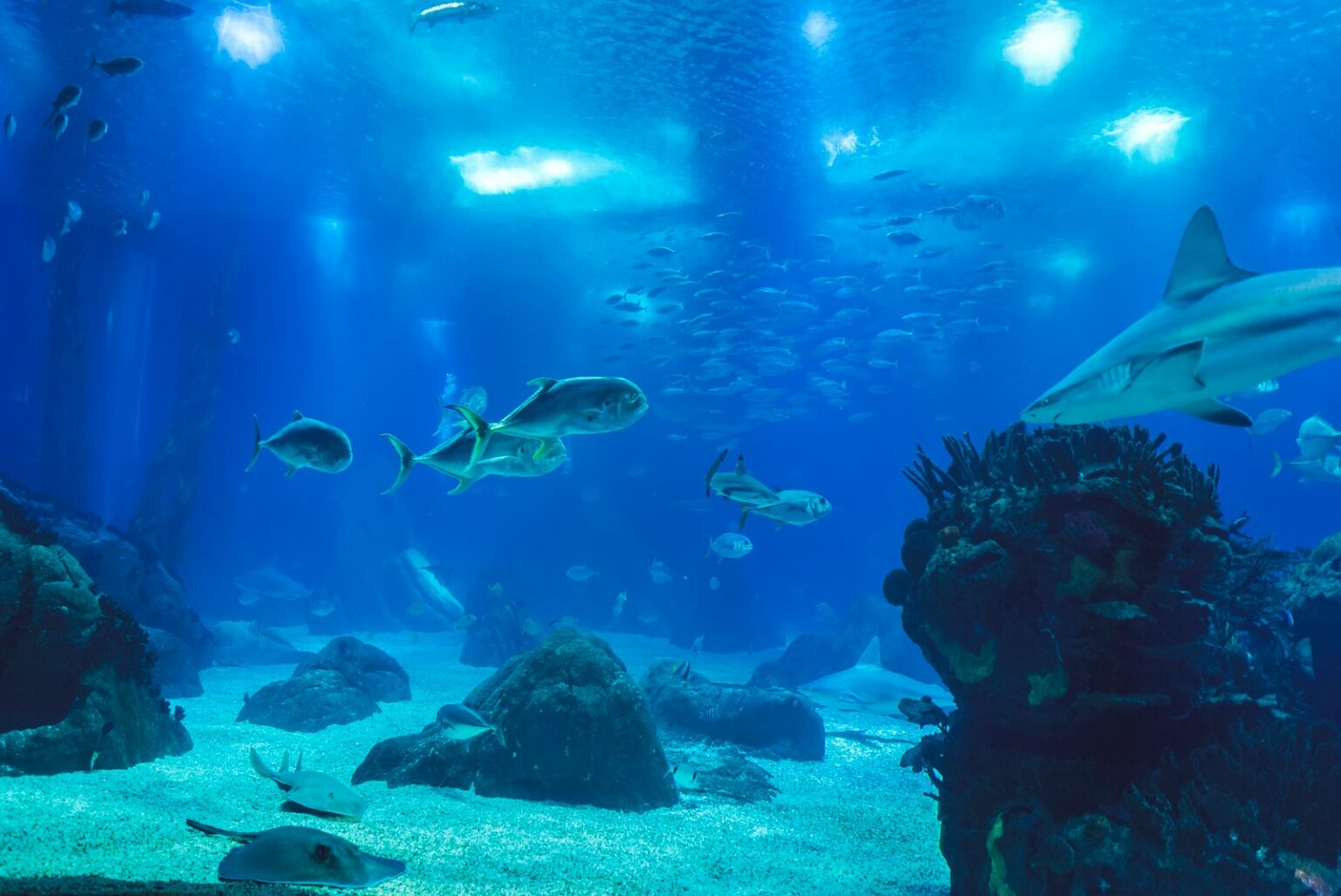 The Fish That Can Create Light in the Deep Ocean – Extreme Animal Records
