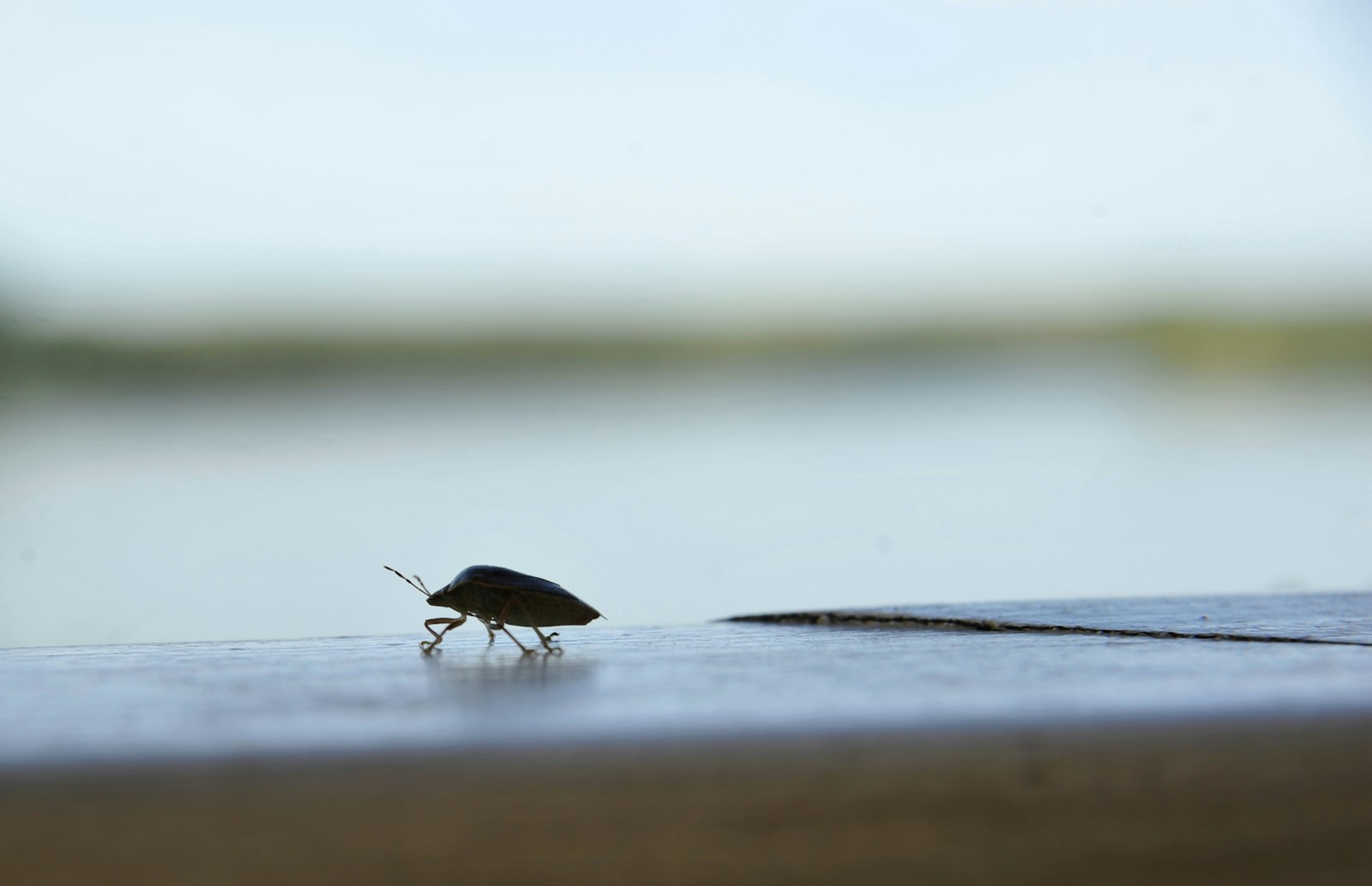 The Animal With the Highest Jump – It Can Leap Over 100 Times Its ...
