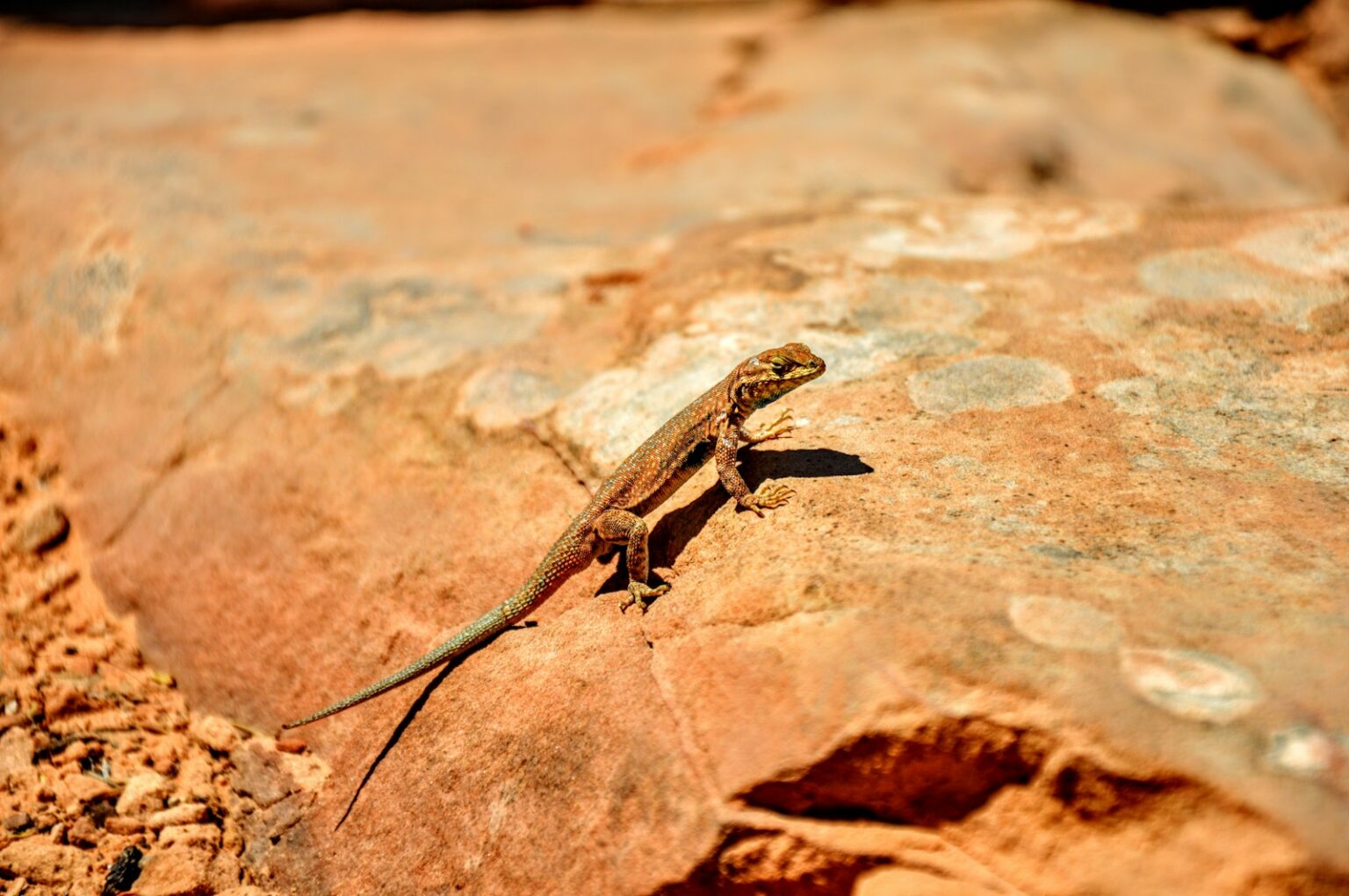 The Lizard That Can Shoot Blood From Its Eyes – Extreme Animal Records