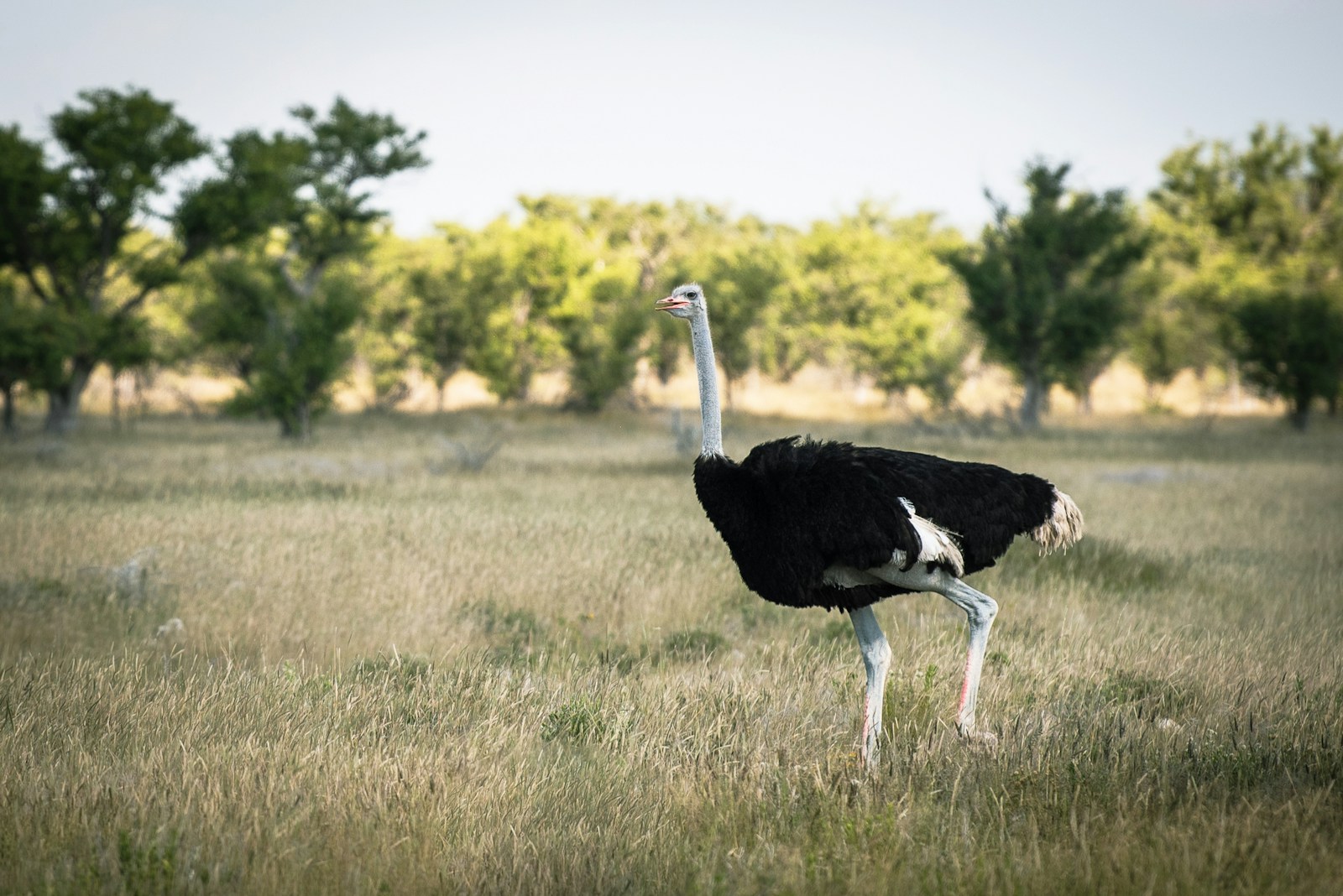 The Most Powerful Kick in the Animal World – It Can Shatter Bones ...