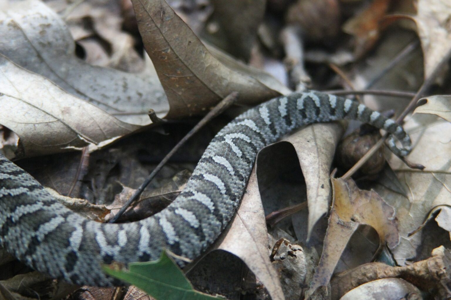 The Lizard That Can Regrow Its Tail Multiple Times – Extreme Animal Records