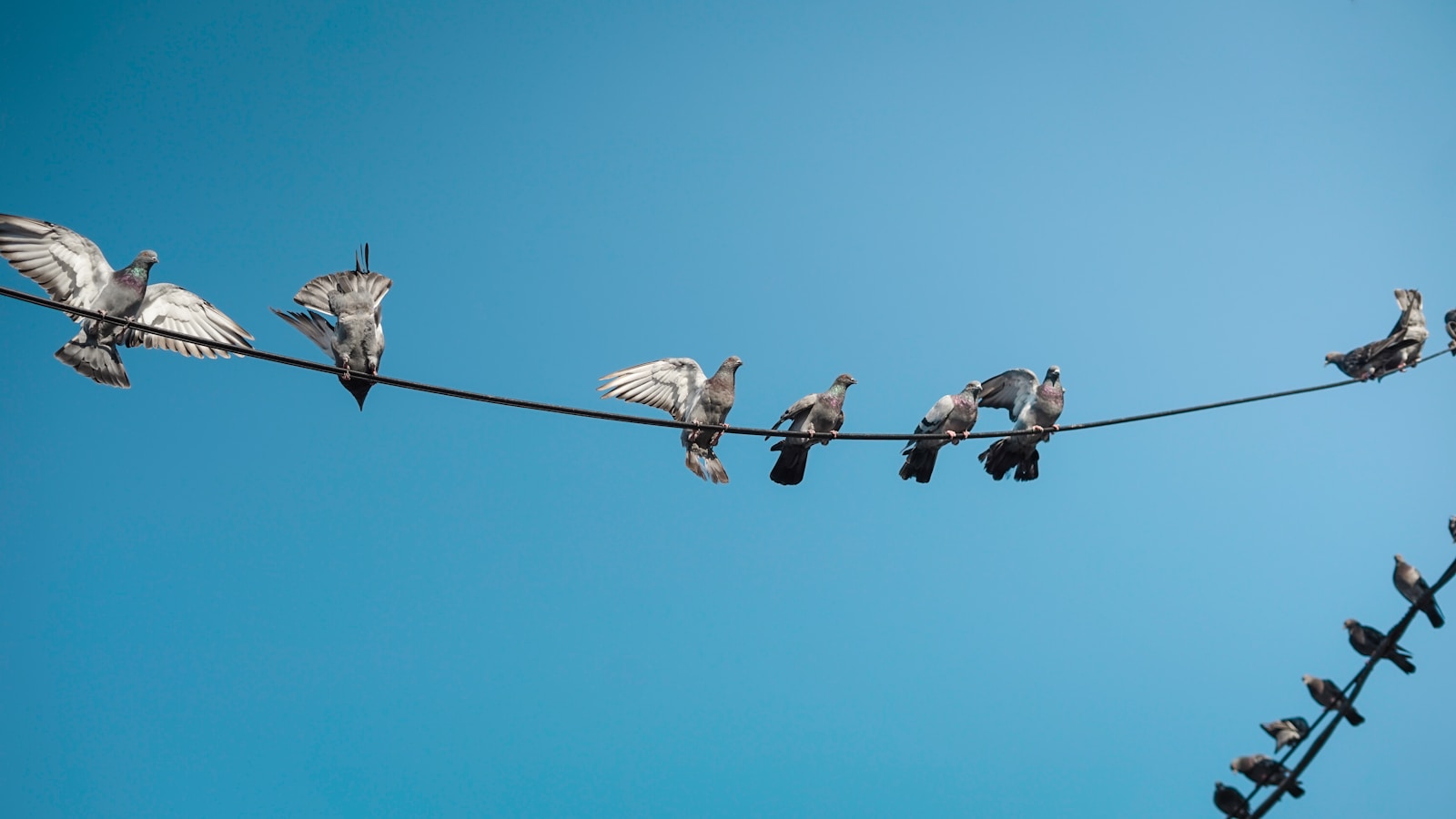 The Bird That Can Fly the Longest Without a Break – Extreme Animal Records
