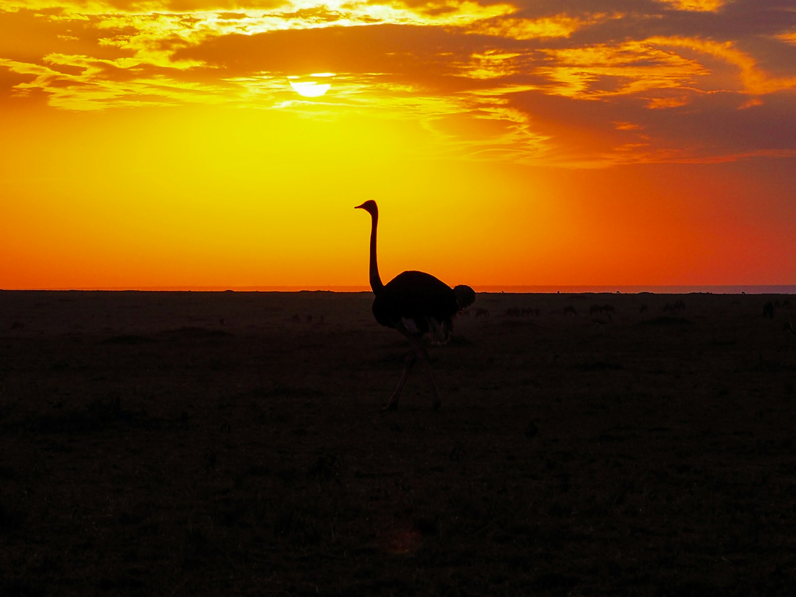 The Most Powerful Kick in the Animal World – It Can Shatter Bones ...