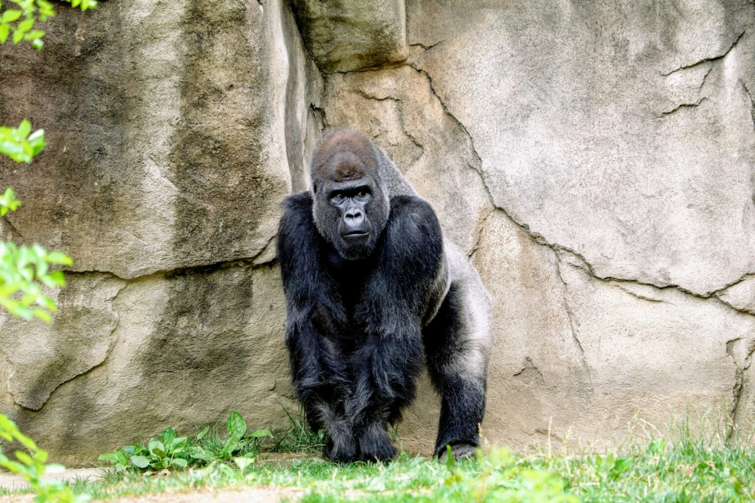 The Animal With the Most Powerful Grip Strength – Extreme Animal Records