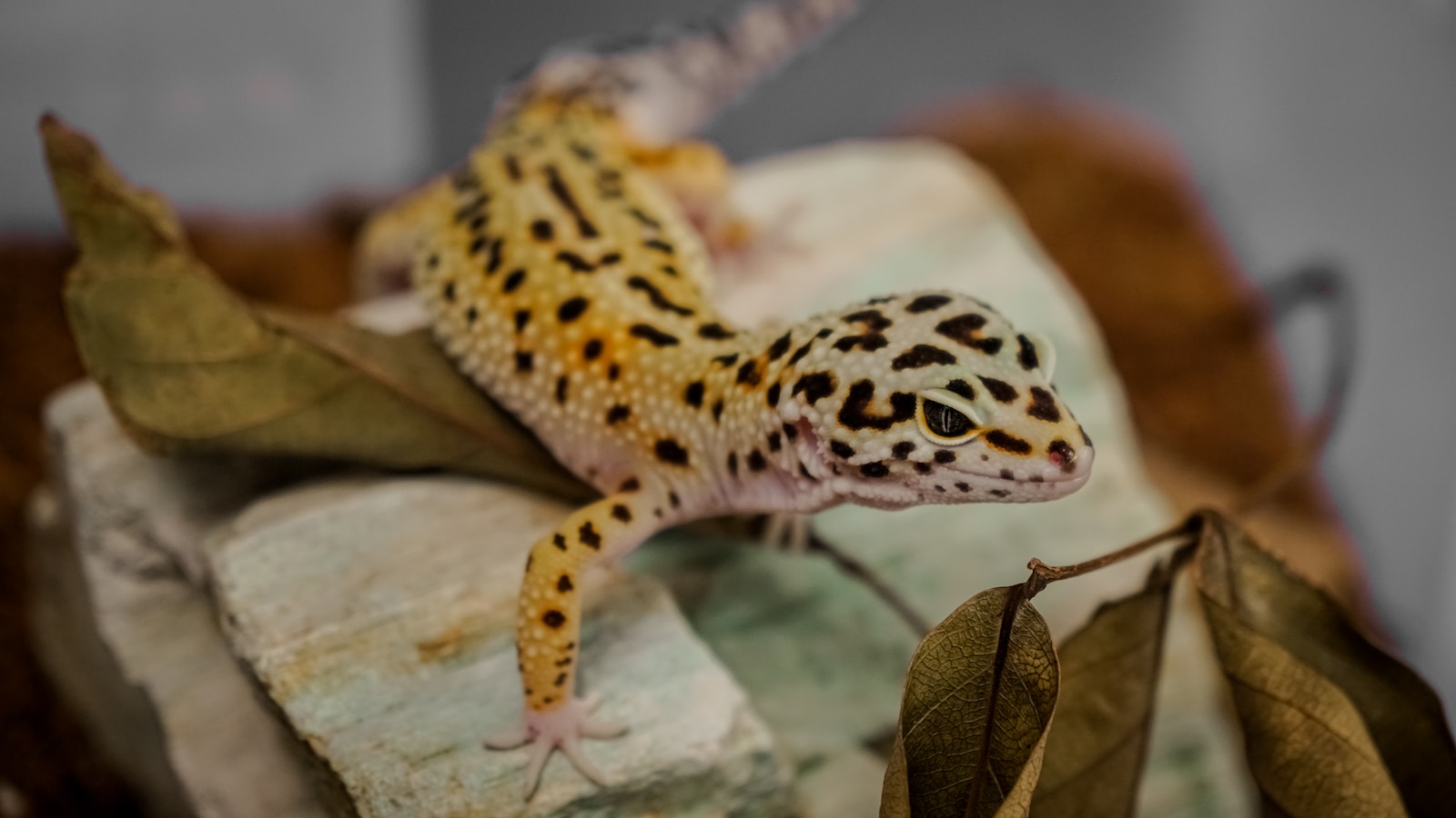 The Lizard That Can Regrow Its Tail Multiple Times – Extreme Animal Records