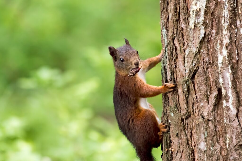 The Animal With the Most Powerful Grip Strength – Extreme Animal Records