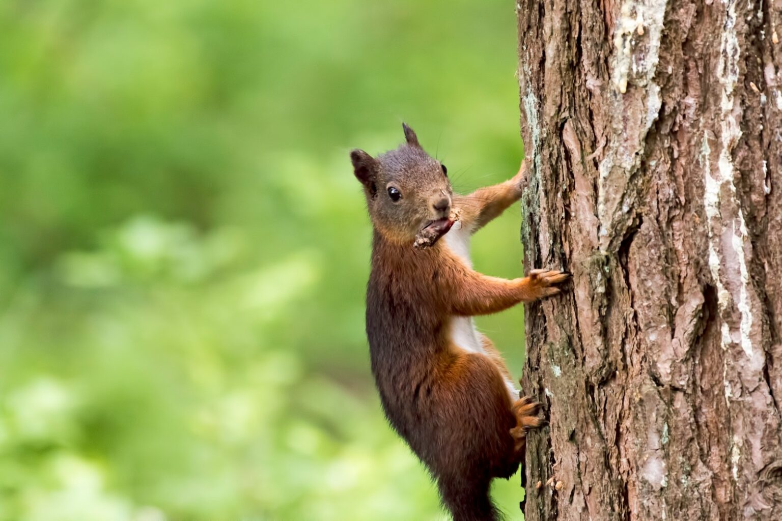 The Animal With the Most Powerful Grip Strength – Extreme Animal Records