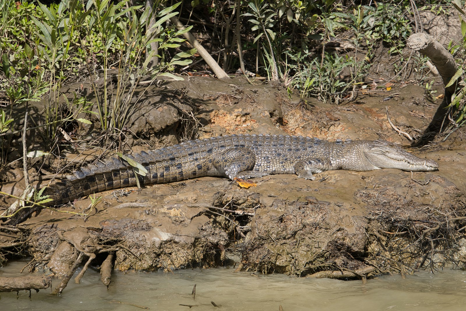The Animal With the Strongest Jaws – It Can Snap Bones Instantly ...