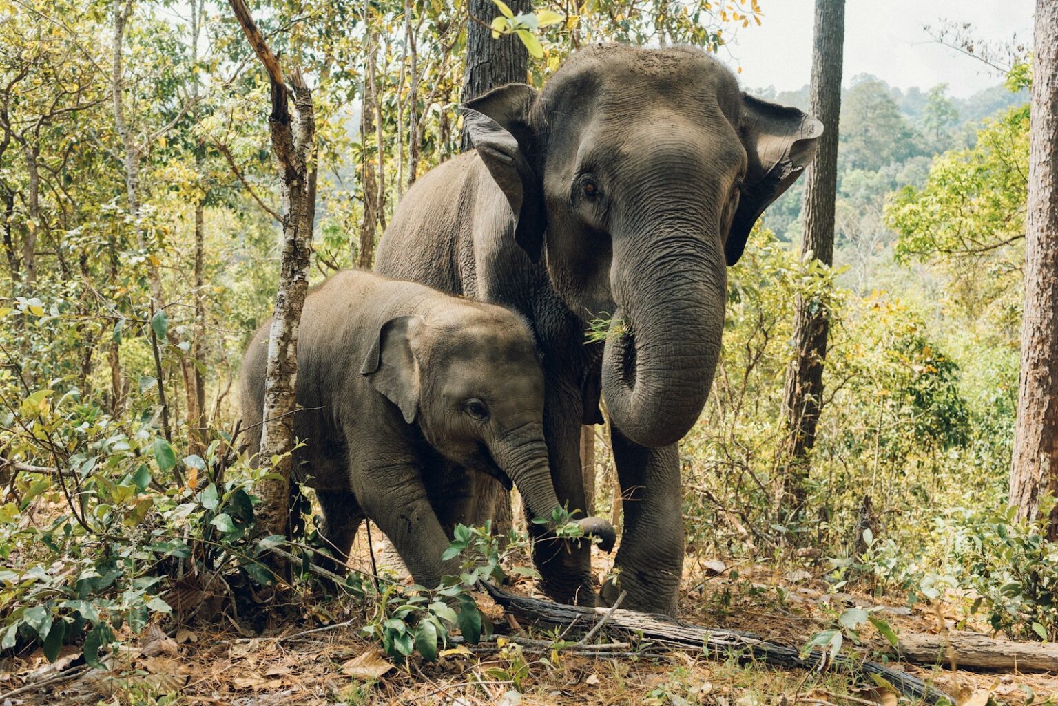 These Animals Help Others Survive—Literally – Extreme Animal Records