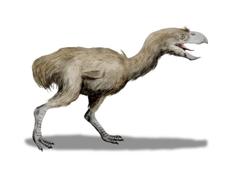 The Terror Bird Stood 10 Feet Tall—and Could Outrun a Horse – Extreme ...
