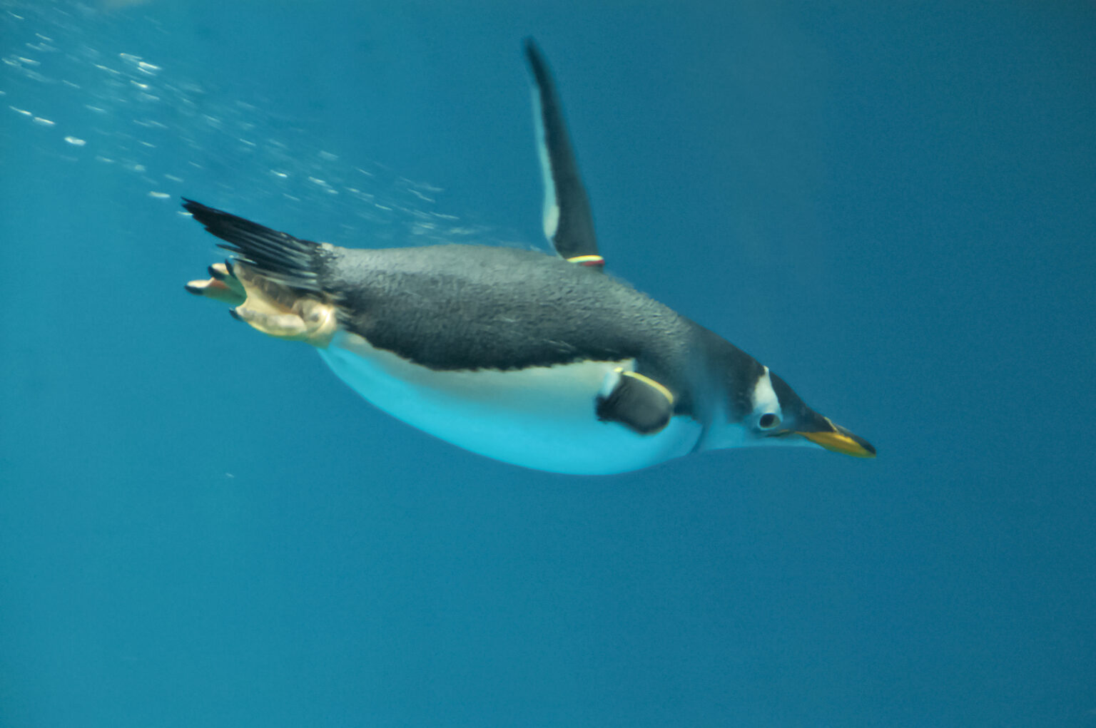Why Penguins Swim but Can’t Fly—And What They Gained in the Tradeoff ...