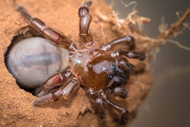 The Trapdoor Spider Waits in Silence for Years and Then Strikes in a ...