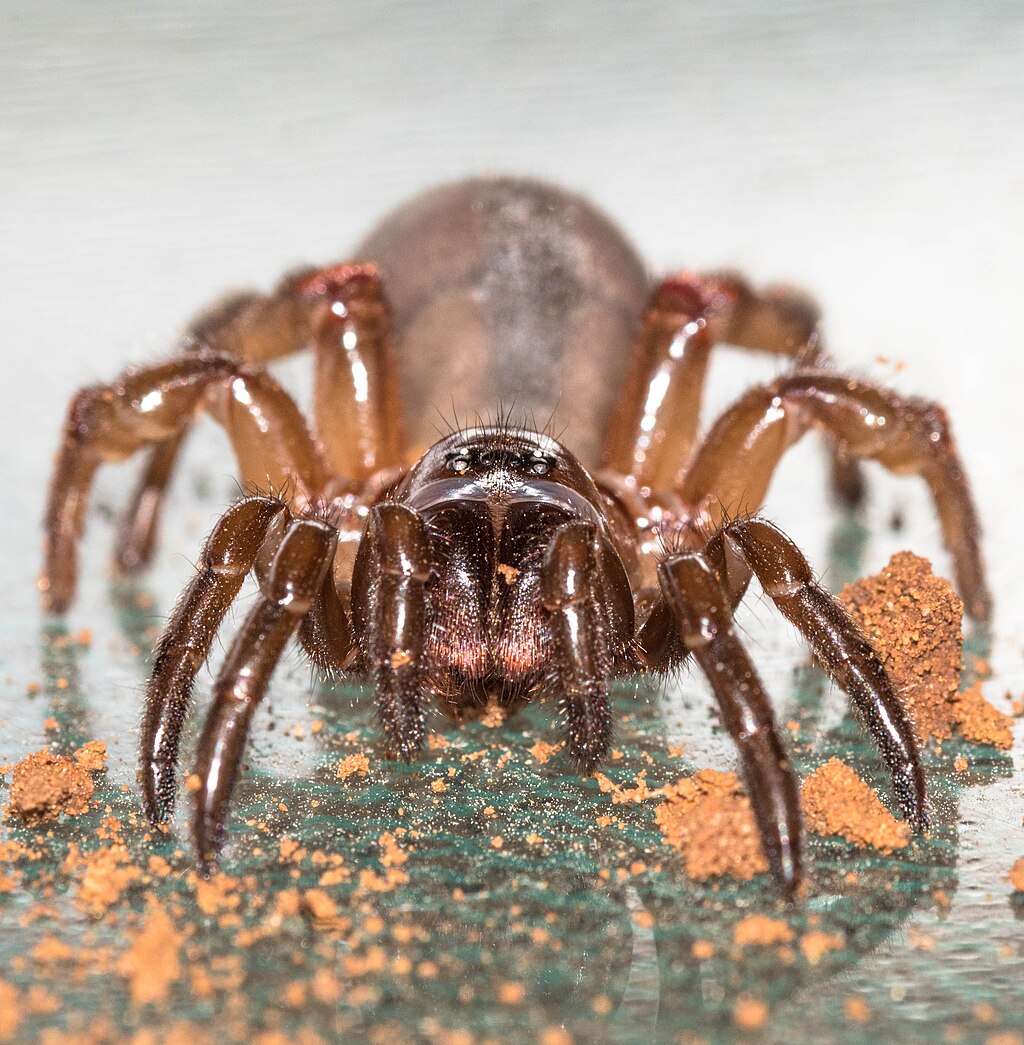 The Trapdoor Spider Waits in Silence for Years and Then Strikes in a ...