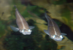 The Four-Eyed Fish Can See Above and Below Water at the Same Time ...