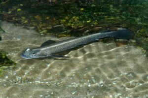 The Four-Eyed Fish Can See Above and Below Water at the Same Time ...