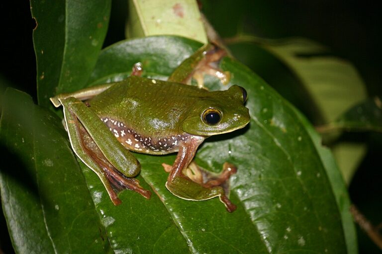 The Flying Frog Can Glide Between Trees Like a Parachuting Leaf ...