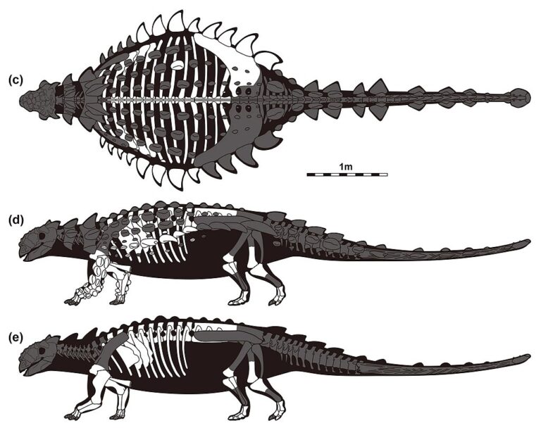 The Ankylosaurus Had a Tail Club That Could Crush Bone – Extreme Animal ...