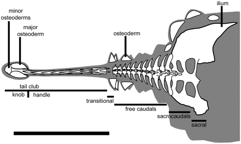 The Ankylosaurus Had a Tail Club That Could Crush Bone – Extreme Animal ...