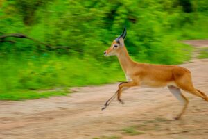Meet the Saola: One of the Rarest Mammals Ever Seen in the Wild ...