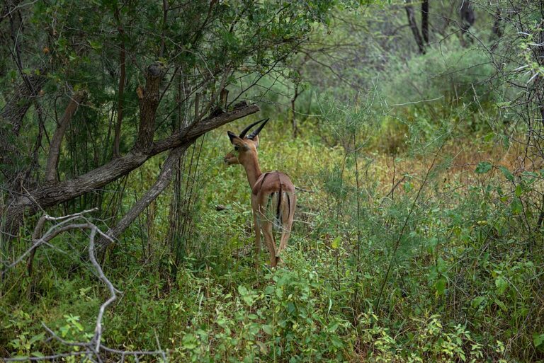 Meet the Saola: One of the Rarest Mammals Ever Seen in the Wild ...