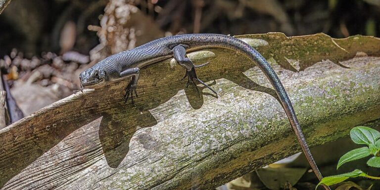 Why Some Species Reverse Evolution When Under Stress – Extreme Animal ...