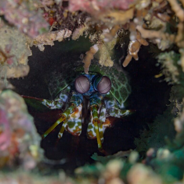 Meet the Mantis Shrimp: An Invertebrate That Sees More Colors Than ...