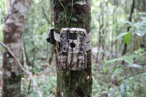 Meet the Saola: One of the Rarest Mammals Ever Seen in the Wild ...