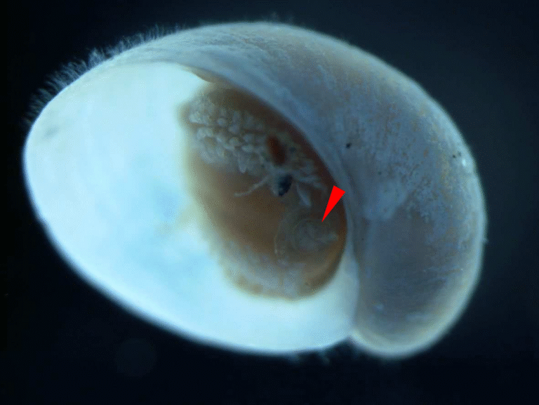 The Scaly-Foot Snail Builds Its Shell Out of Iron From Hydrothermal ...