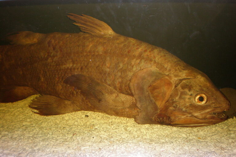Coelacanths: Fish That Haven’t Changed in 400 Million Years – Extreme ...