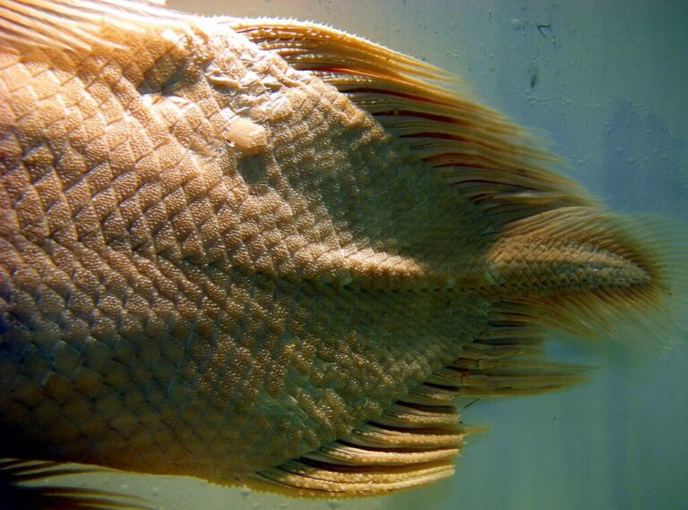 Coelacanths: Fish That Haven’t Changed in 400 Million Years – Extreme ...